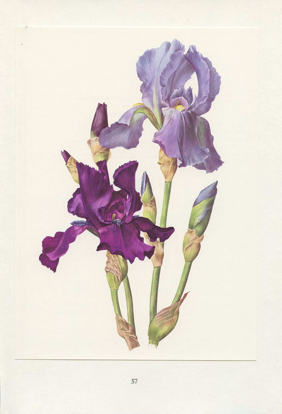 Purple Iris Flower Wall Decor From 1964 Vintage Botanical Art- Mauve ...