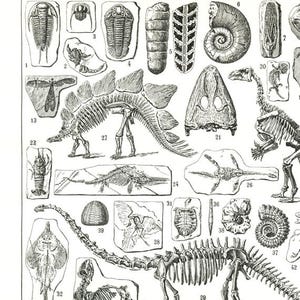 A4/letter Printable Paleontology Print 1948 Vintage Skeleton Art ...