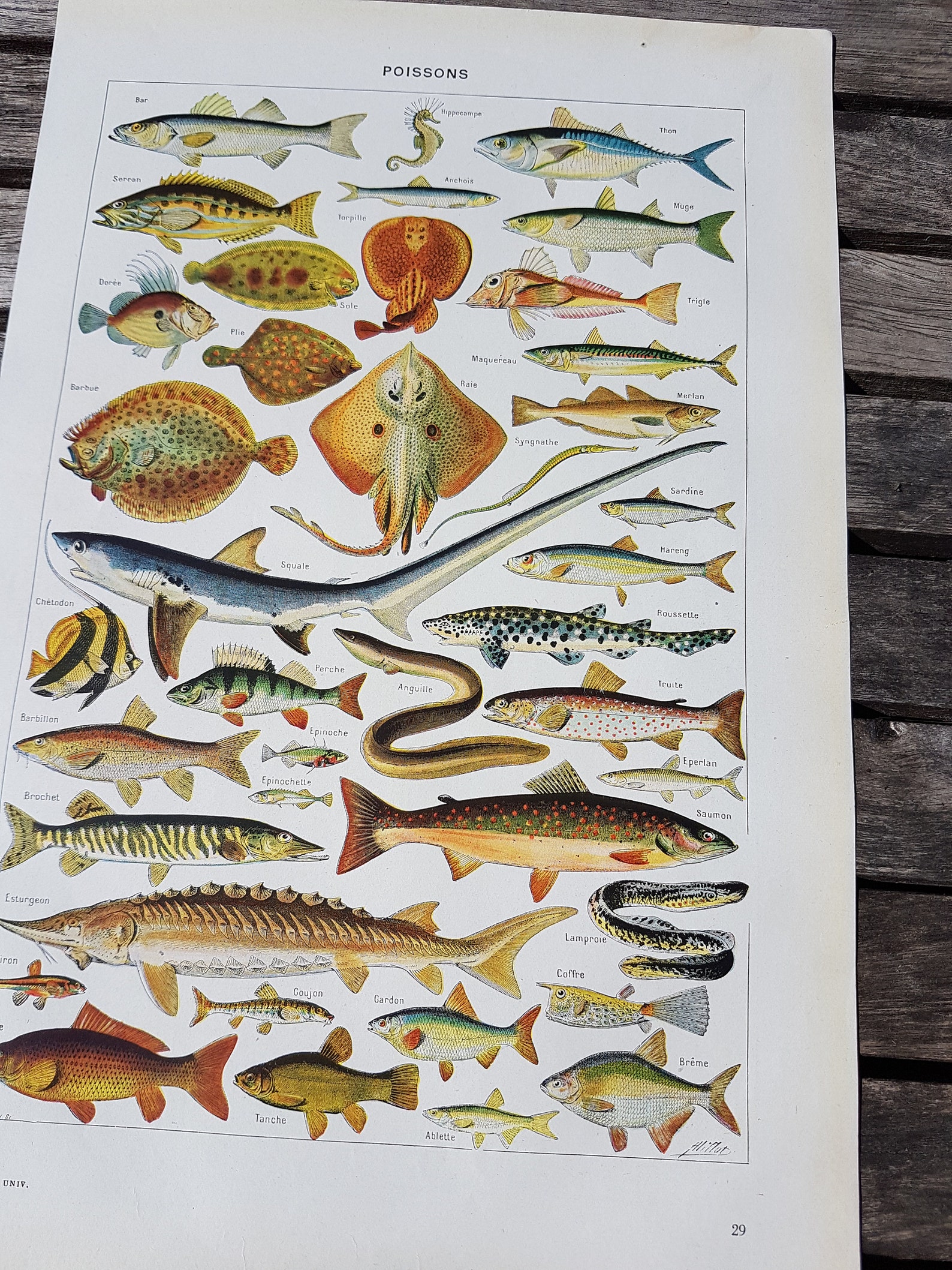 ANTique 1948 Fish print Vintage Kitchen decor Beach art Fish | Etsy