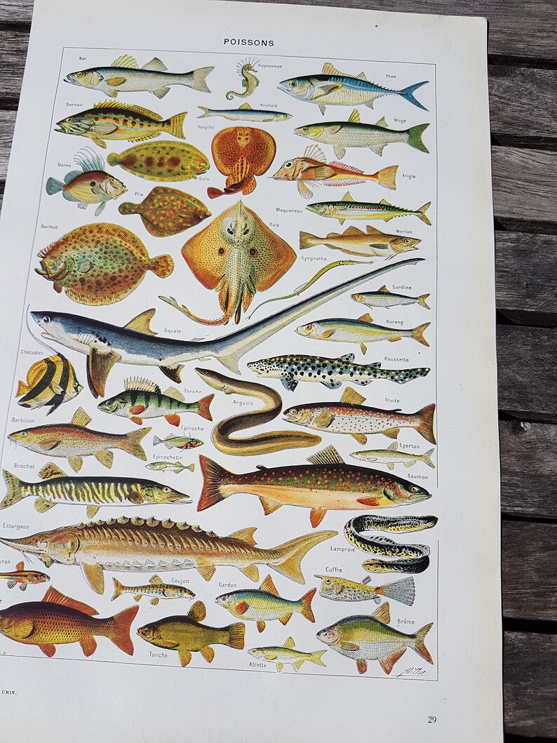 Antique 1948 Fish Print, Vintage Kitchen Decor, Beach Art Fish Print ...