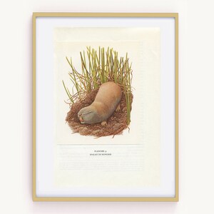197 Cute Spalax Mole Print for Vintage Rodent Animal Home Decor. Blind ...