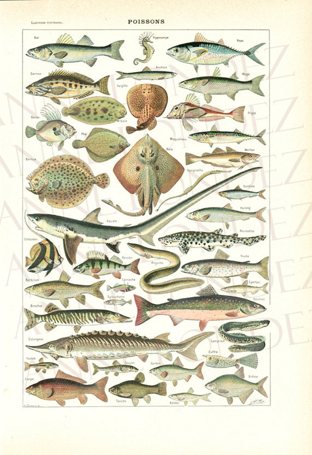 Vintage Fish Print 1908, Antique Fish Illustration Vintage Fish Poster ...