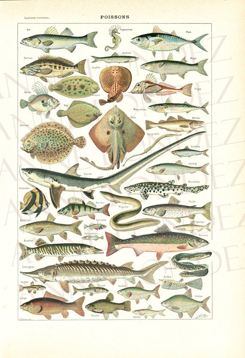 Vintage Fish Print 1908 Antique Fish Illustration Vintage - Etsy