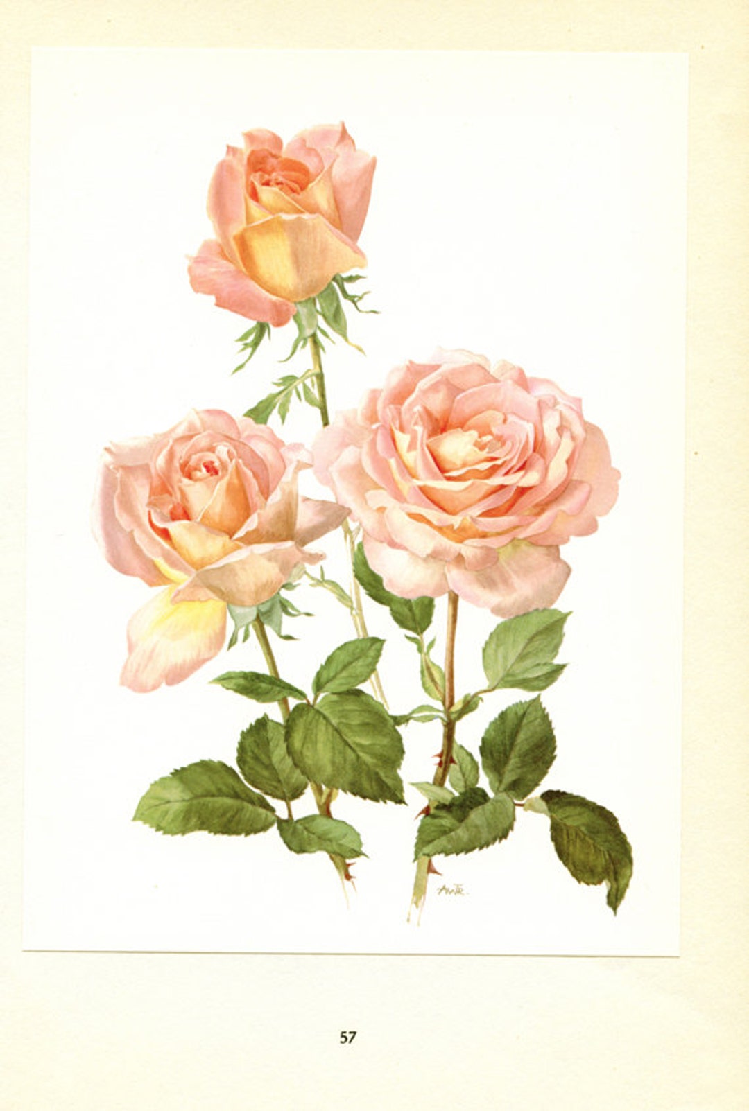 Pink Roses Art, 1962 Vintage Botanical Art, Vintage Floral Print ...
