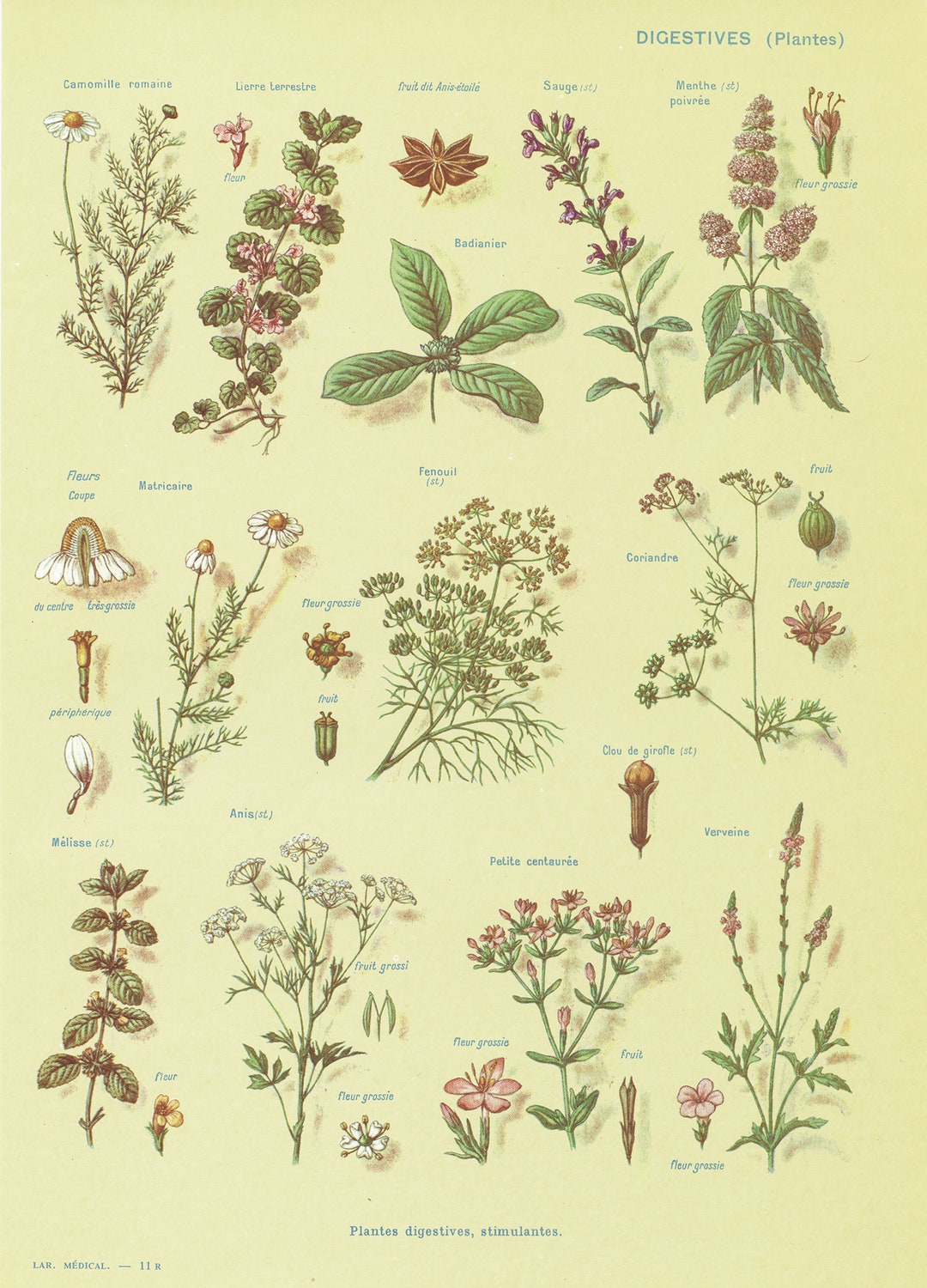 Small Digestive Plants Poster 1962. Herbal Remedies Medical Print ...