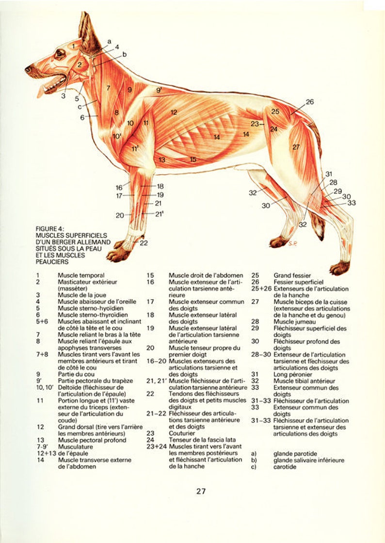 Anatomie chien 1975 Vintage poster anatomique du chien Poster des ...