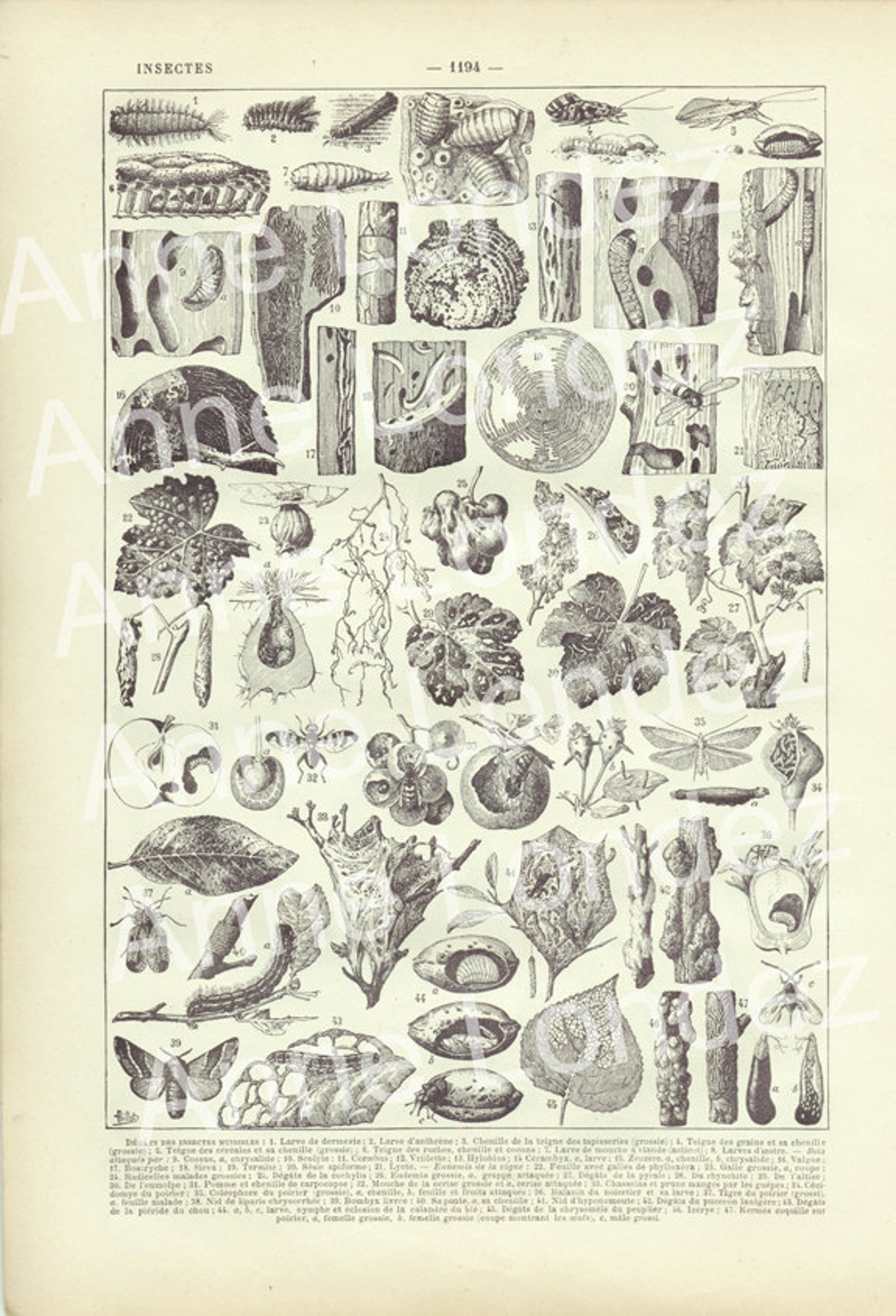 1948 Vintage Insect Print Vintage Insect Art Antique Insect - Etsy