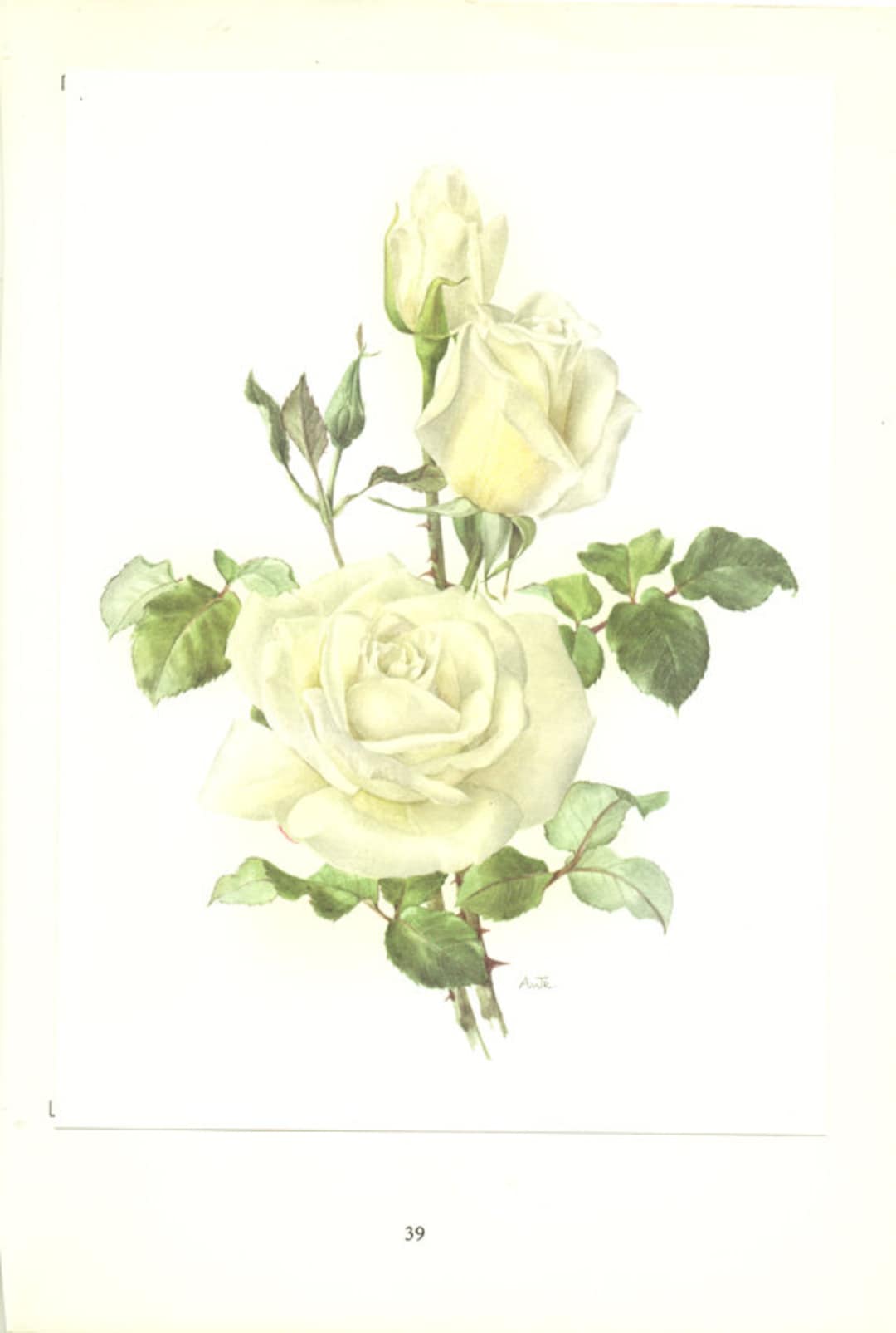 Vintage Virgo White Rose Botanical Art From 1962. White Rose Print ...