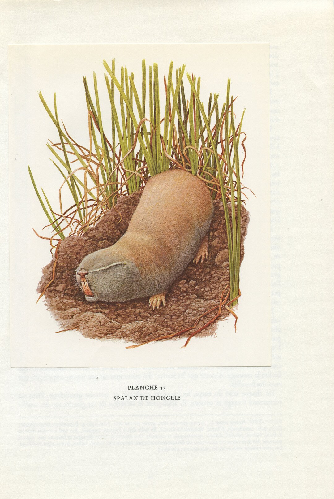 197 Cute Spalax Mole Print for Vintage Rodent Animal Home Decor. Blind ...