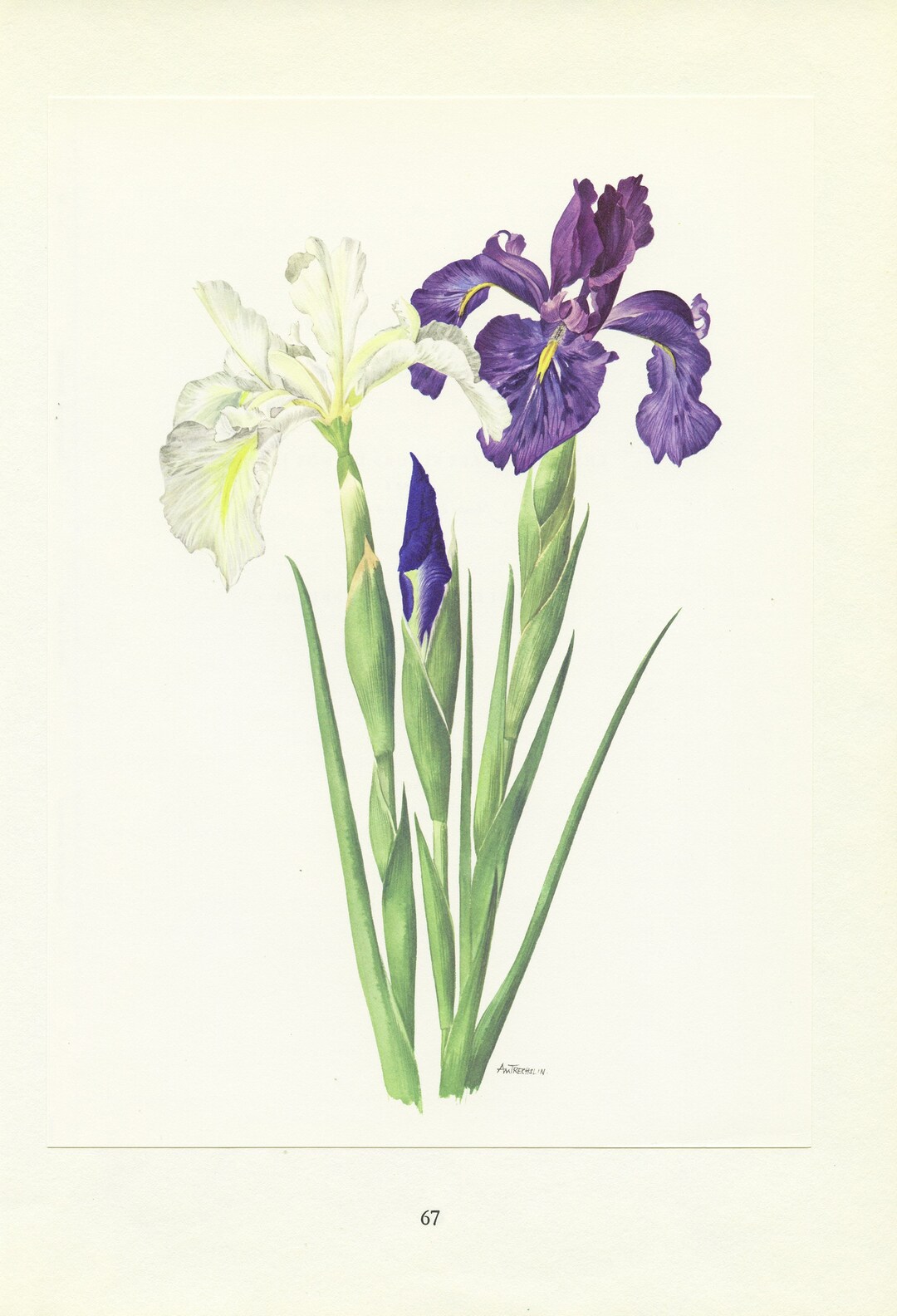 Purple & White Angelica Iris Flower Print- 1964 Vintage Botanical Art ...