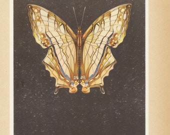 Old Butterfly Prints - Etsy