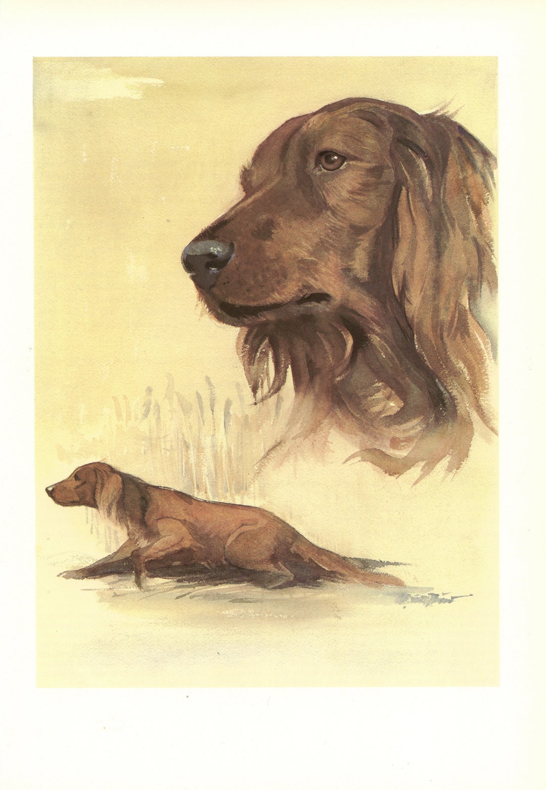 1975 Red Irish Setter Dog Wall Art Print. Long Haired Brown Hunting ...
