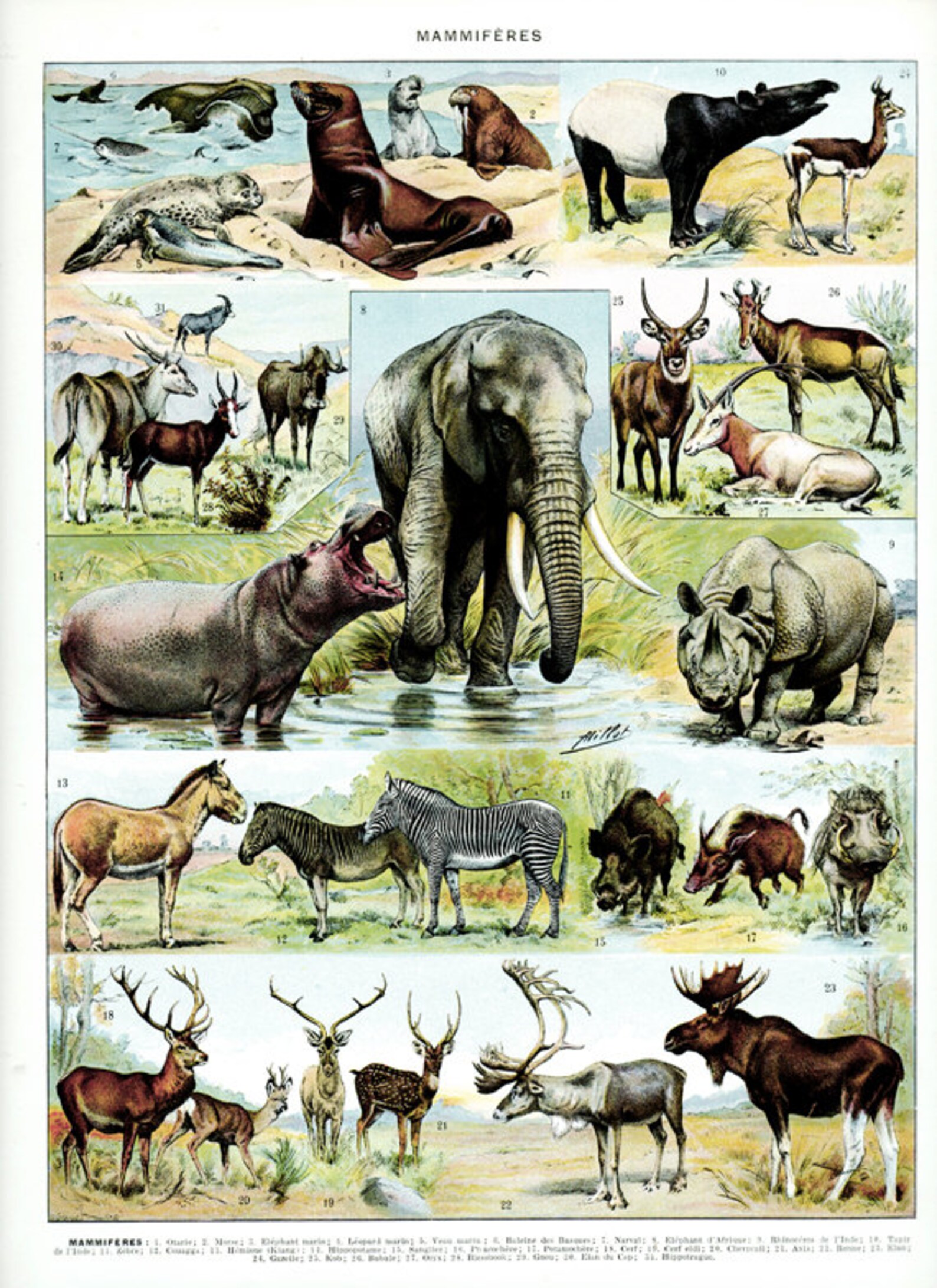 1936 Vintage Animal Poster Vintage Mammals Poster French - Etsy