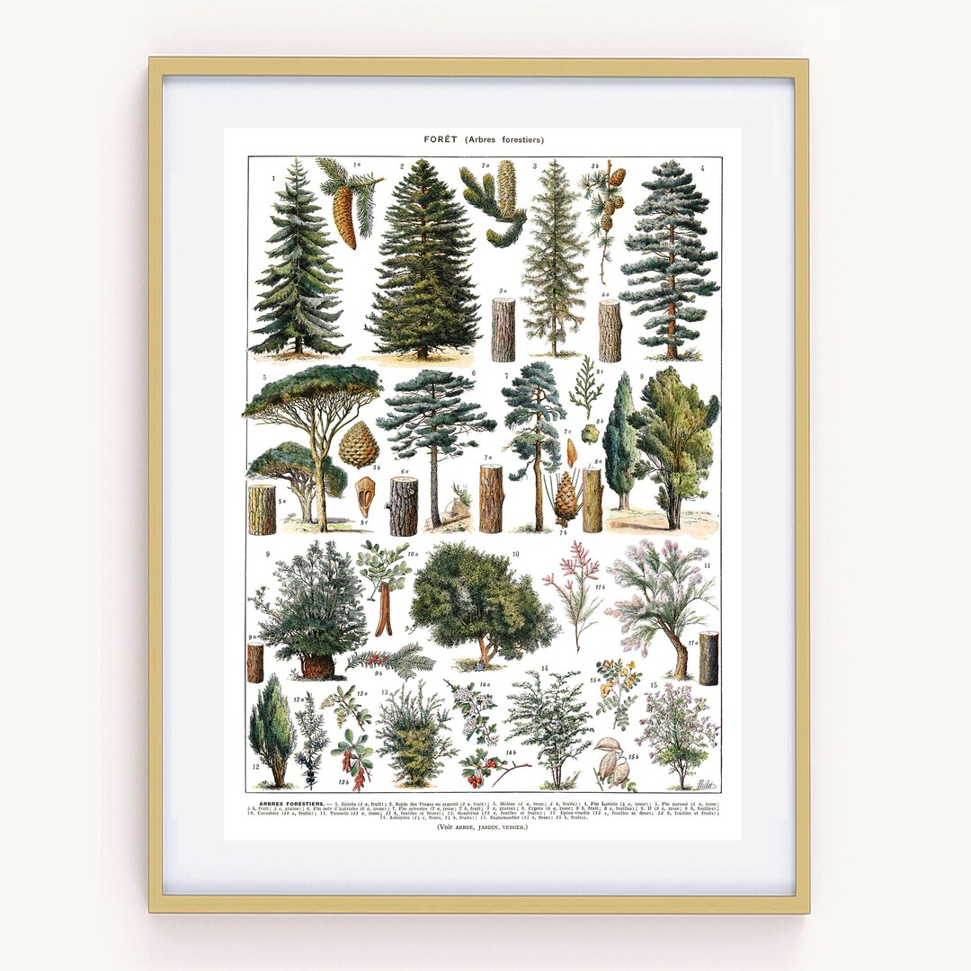 Large Forest Trees Botanical Poster for Cottage Cabin Home Decor. Pine ...
