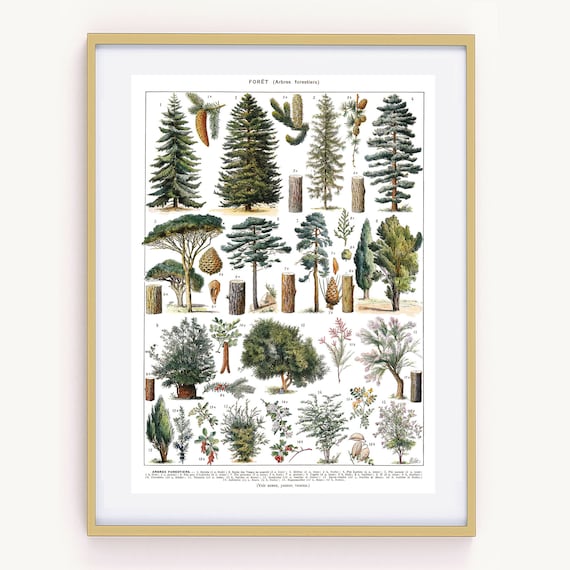 Large Forest Trees Botanical Poster for Cottage Cabin Home - Etsy