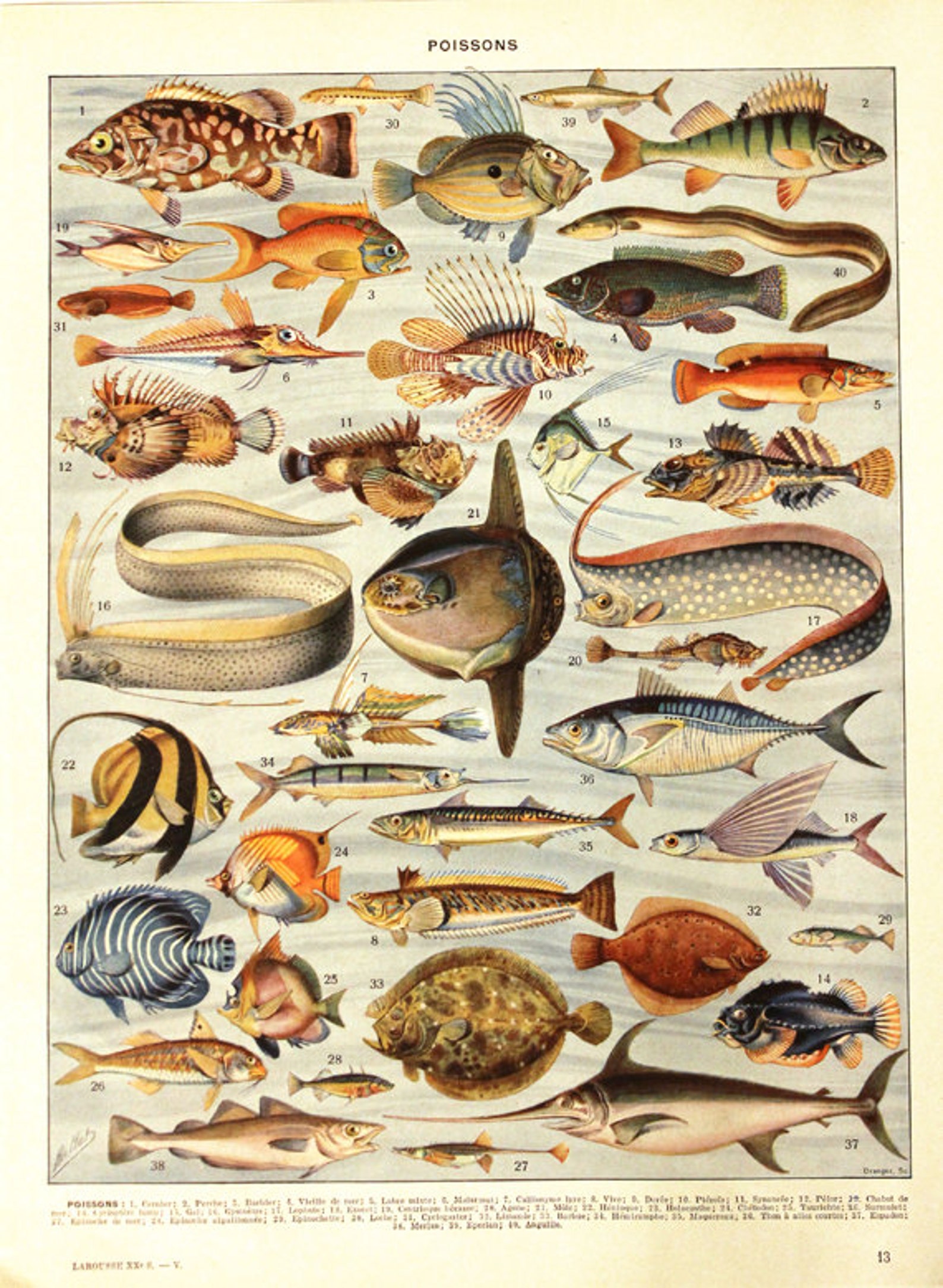 Fish Poster 1936 Vintage Fish Print Vintage Kitchen Decor Fish - Etsy