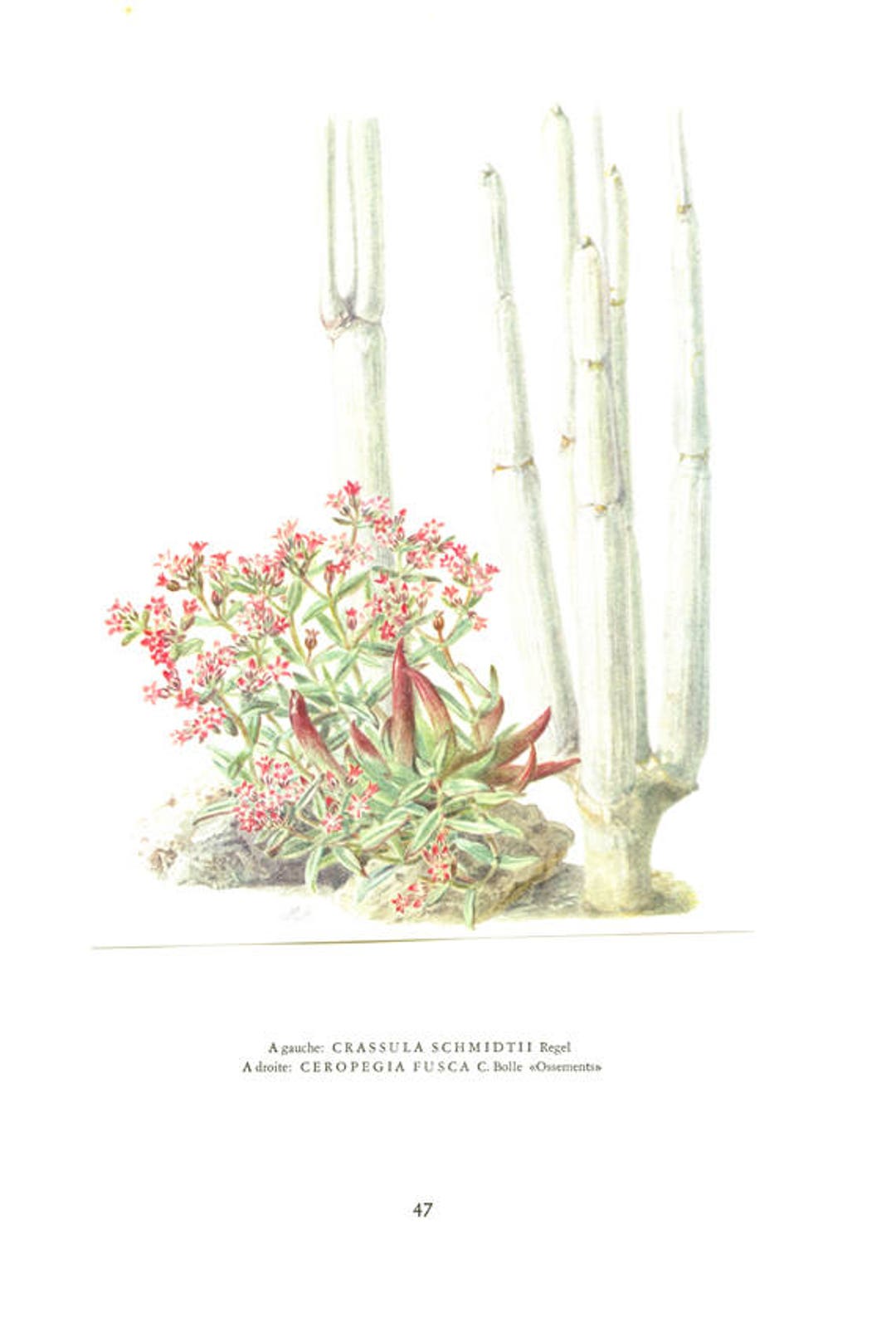 1958 Vintage Succulent Poster Crassula Schmidtii Succulent Print ...