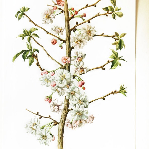 Cherry Tree Print - Etsy