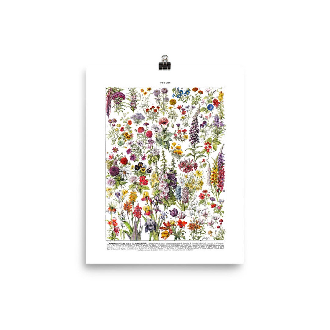 Large Botanical Poster of Flowers. Vintage Annual Flowers Print for ...