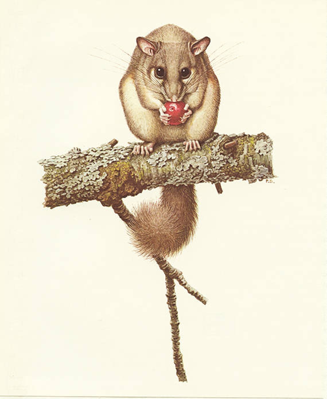 Dormouse Print 1970 Vintage Rodent Art Hazel Dormouse Art - Etsy