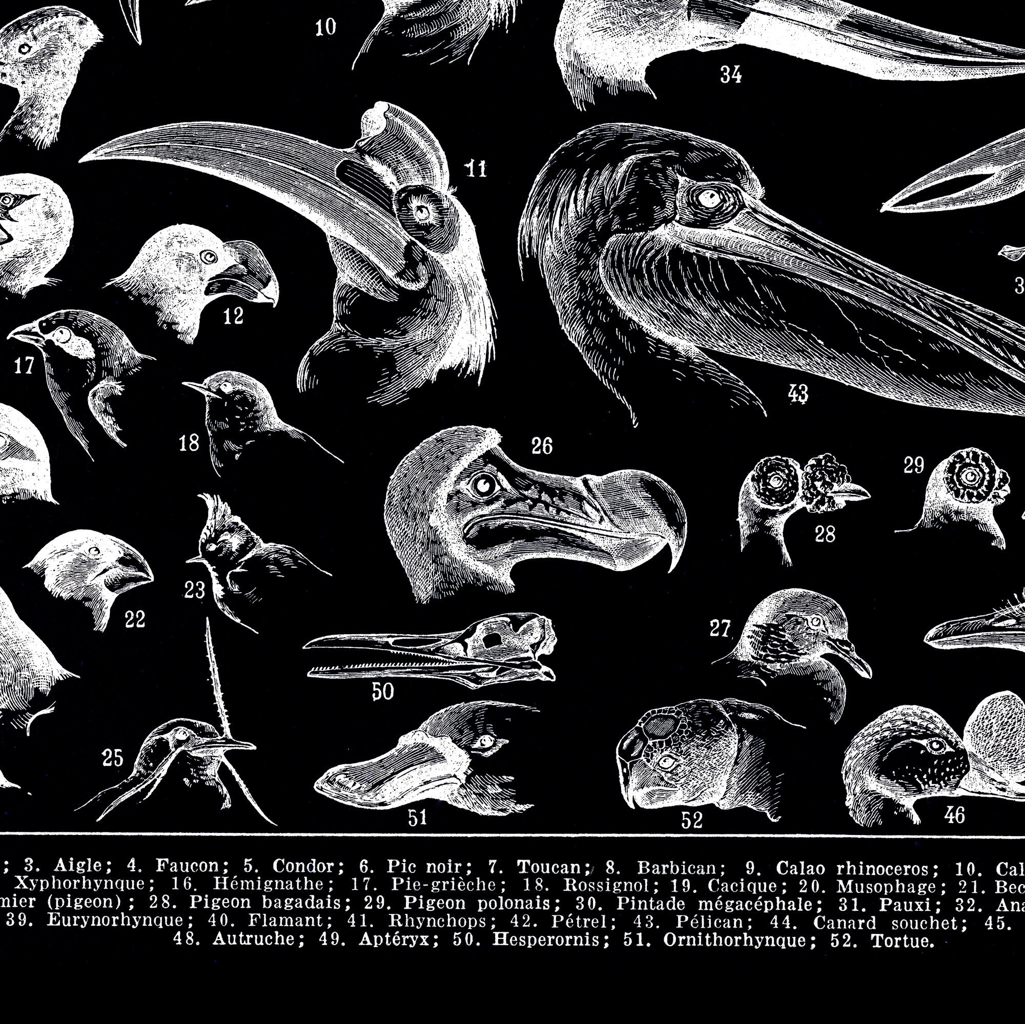 8x10 Semi Glossy Black Bird Beaks Poster Reprint on | Etsy