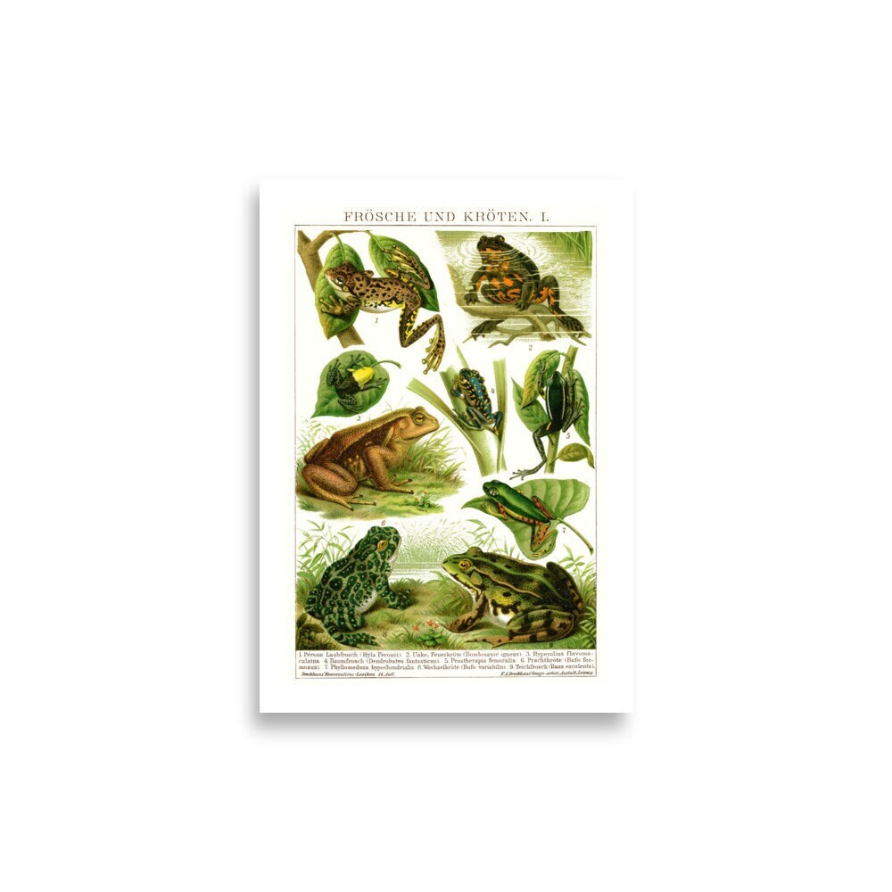 Frogs Toads Poster for Pond Woodland Animal Wall Art. Exotic Poisonous ...