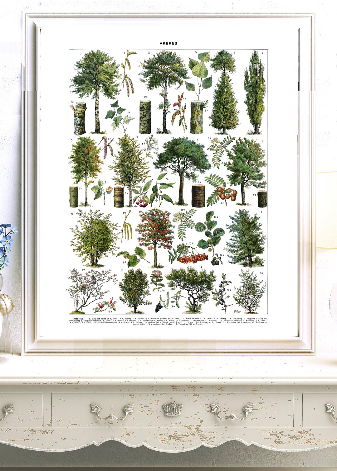 18x24 Arboretum Poster. Large XL Horticultural Tree - Etsy