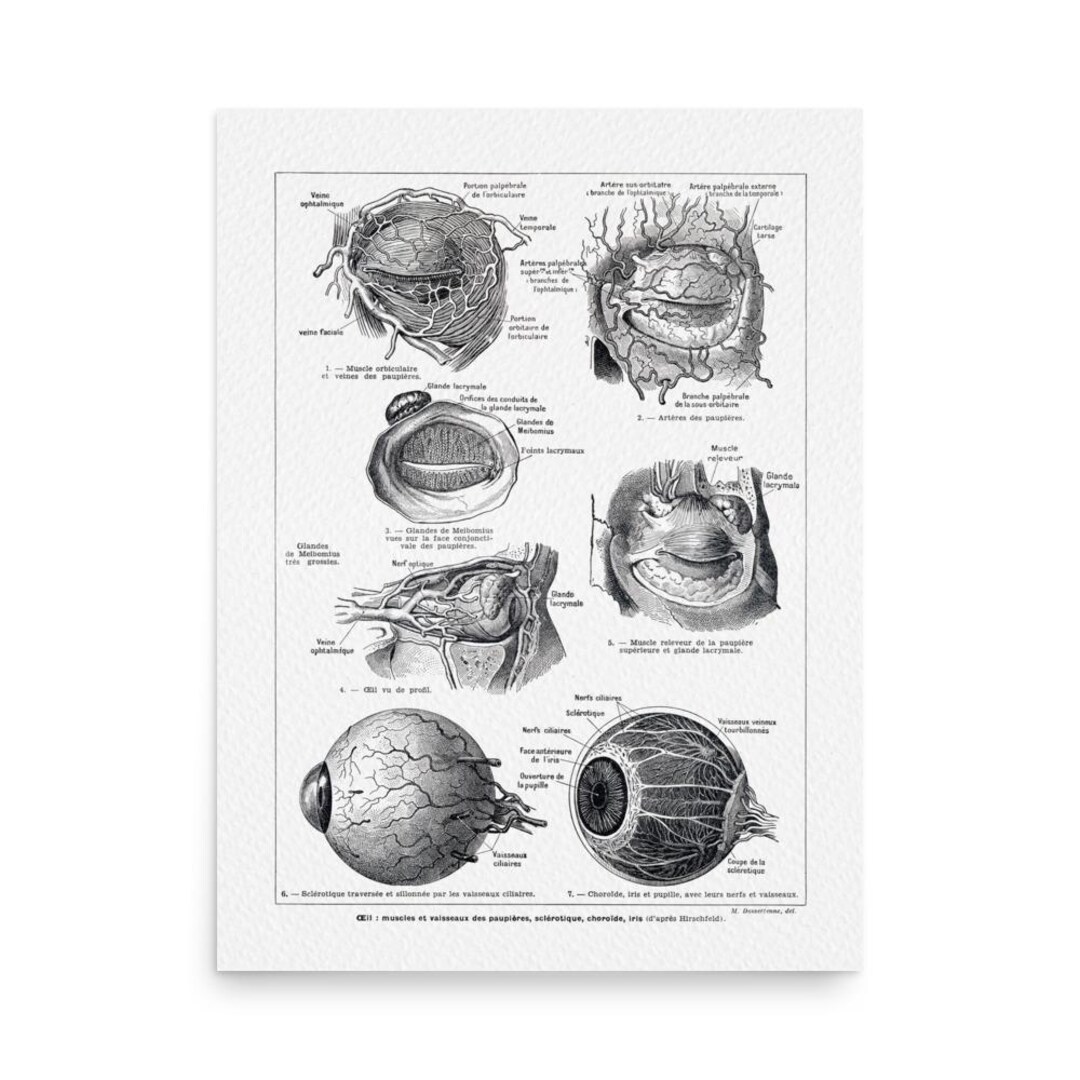 Large Eye Anatomy Textured Poster for Medical Office Wall Decor. Gift ...
