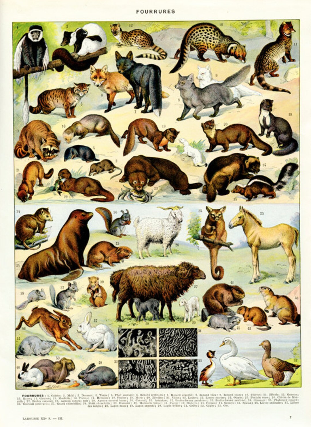 1936 Antique Furry Animal Chart. Animal Print for Vintage Lodge ...
