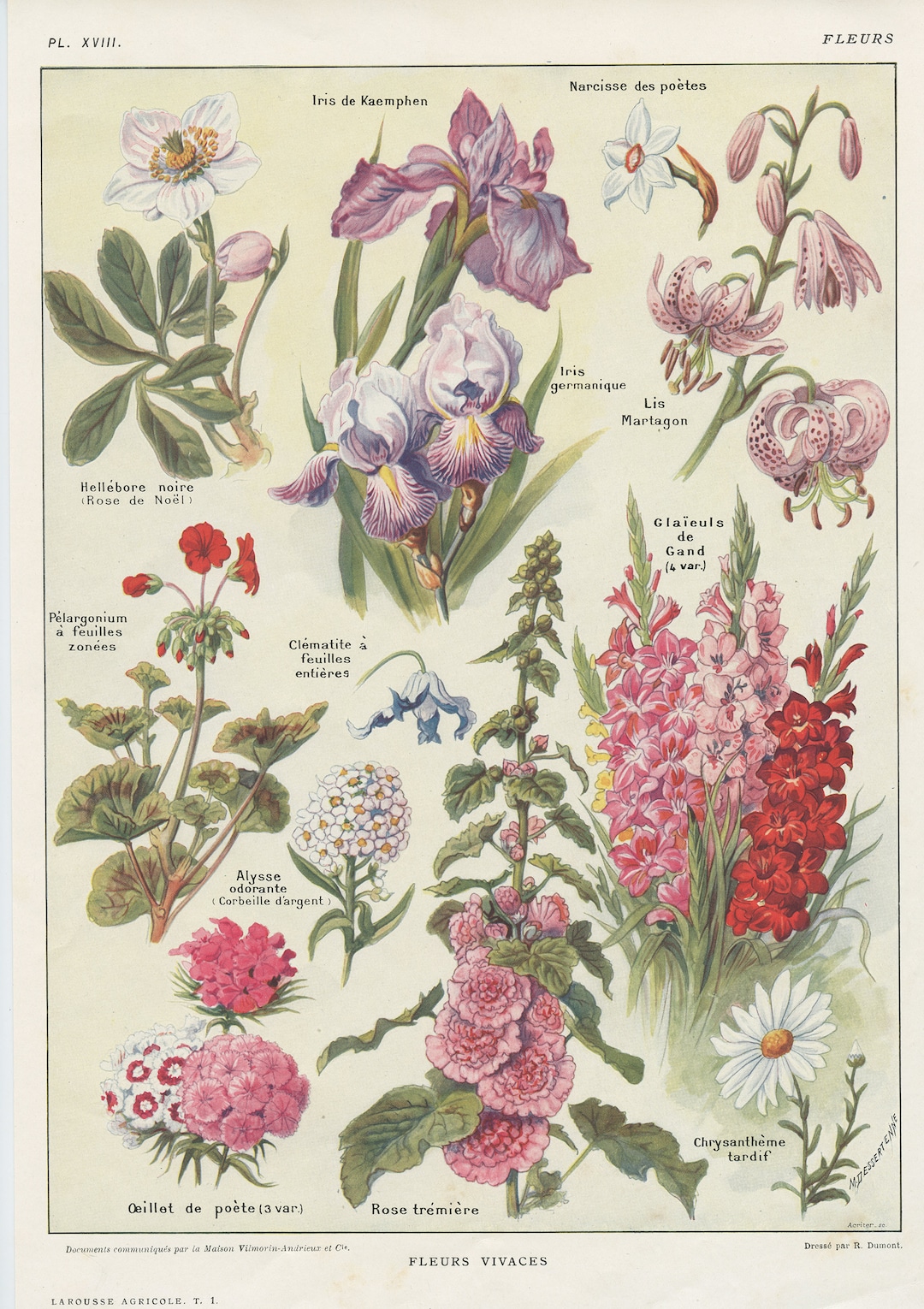 1921 Affiche de fleurs vivaces ancienne. Illustration botanique. Déco ...