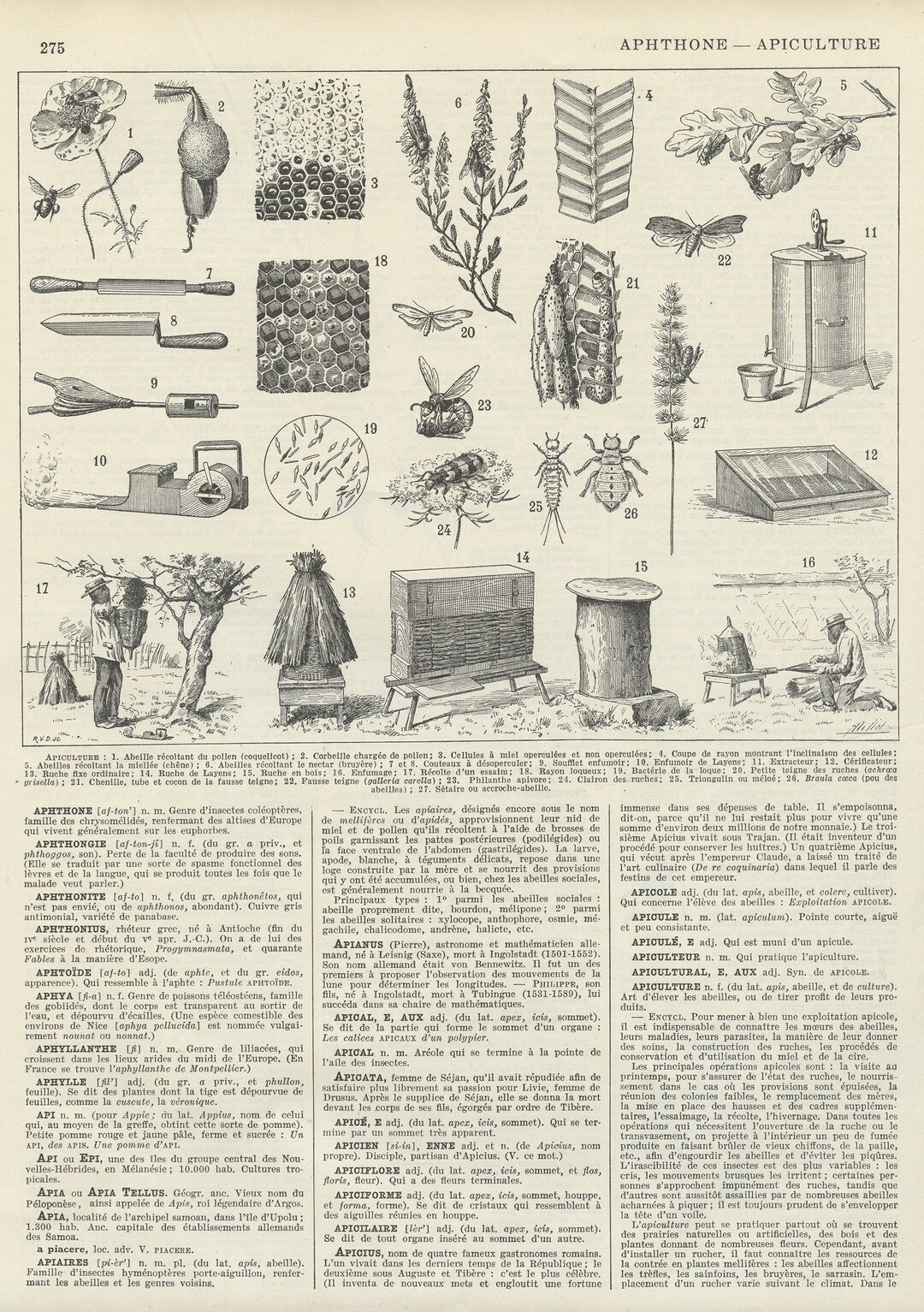 Honey Bee Print 1936 Vintage Honey Bee Art. Antique Honey Bee ...