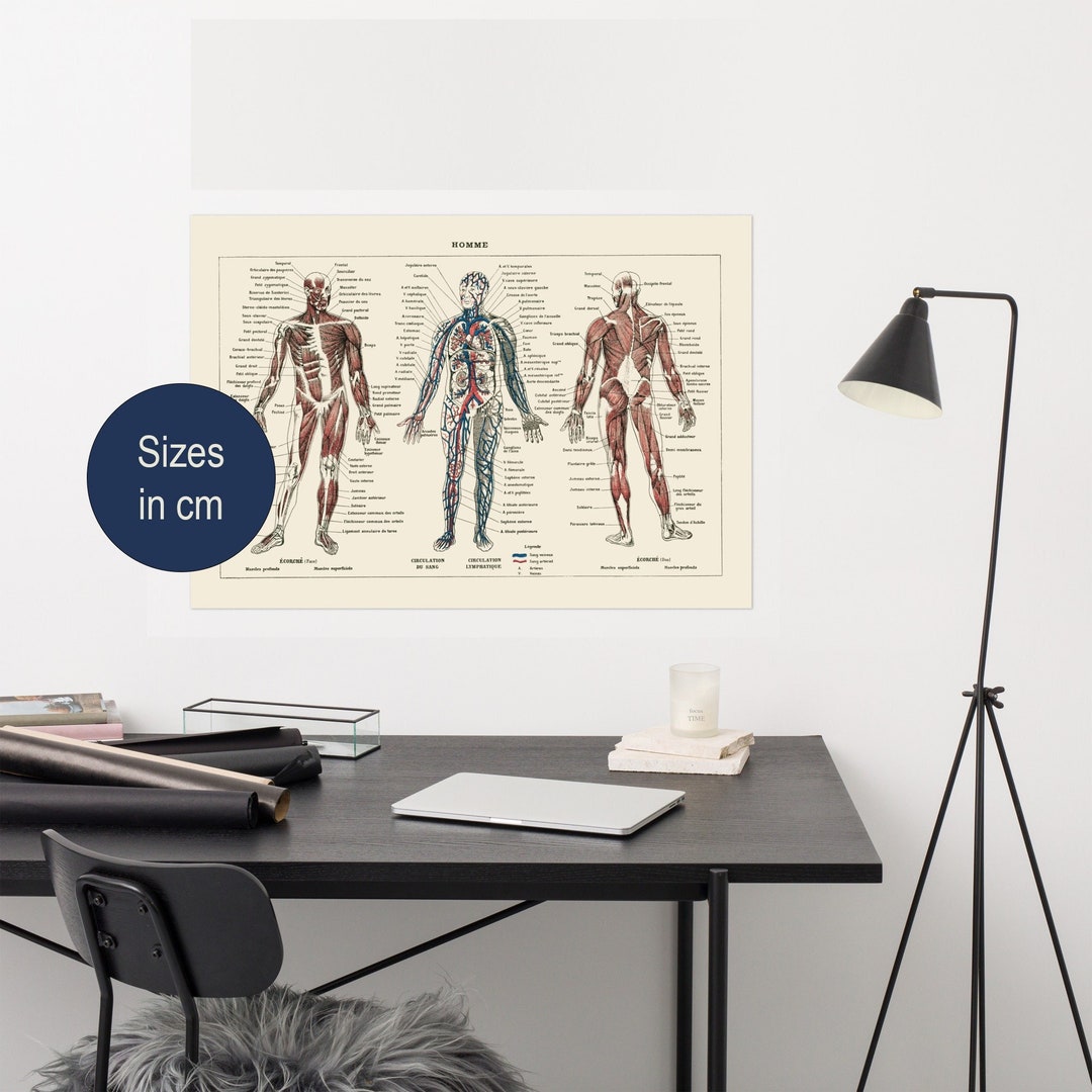 Cm Large Human Anatomy Poster for Dark Academia Medical Home & Office ...