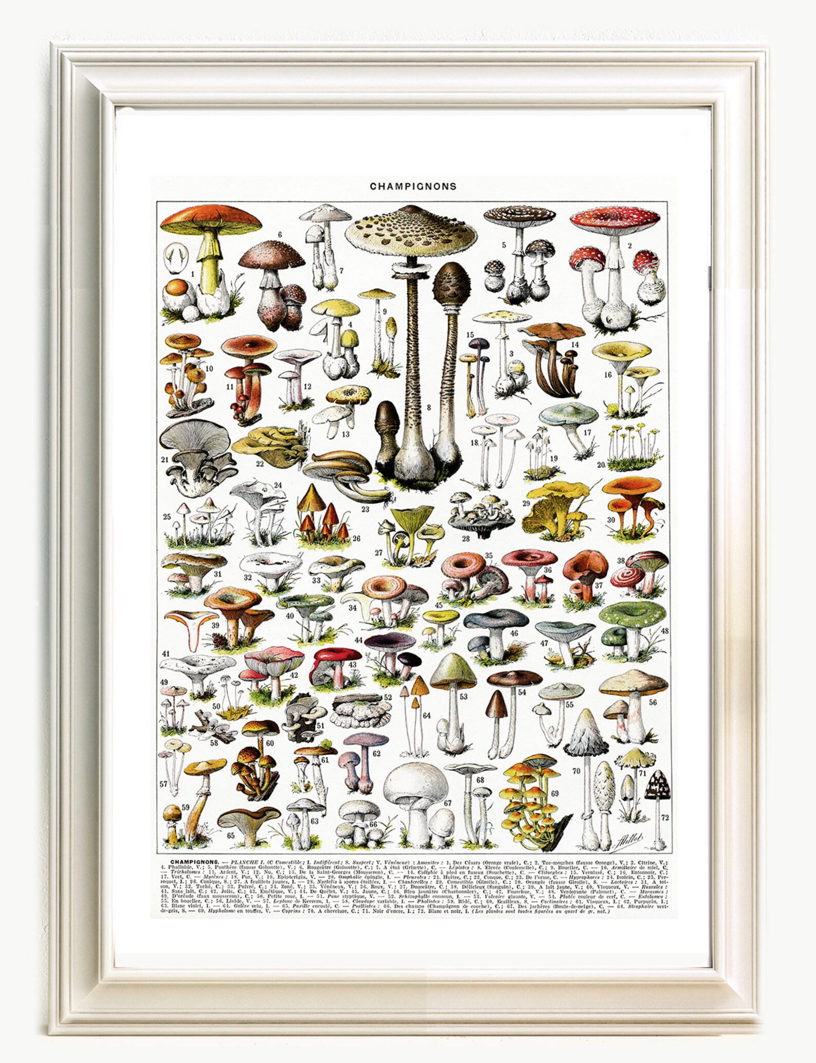 Large Format Mushroom Chart Poster Print for Cabincore Grandmillennial ...