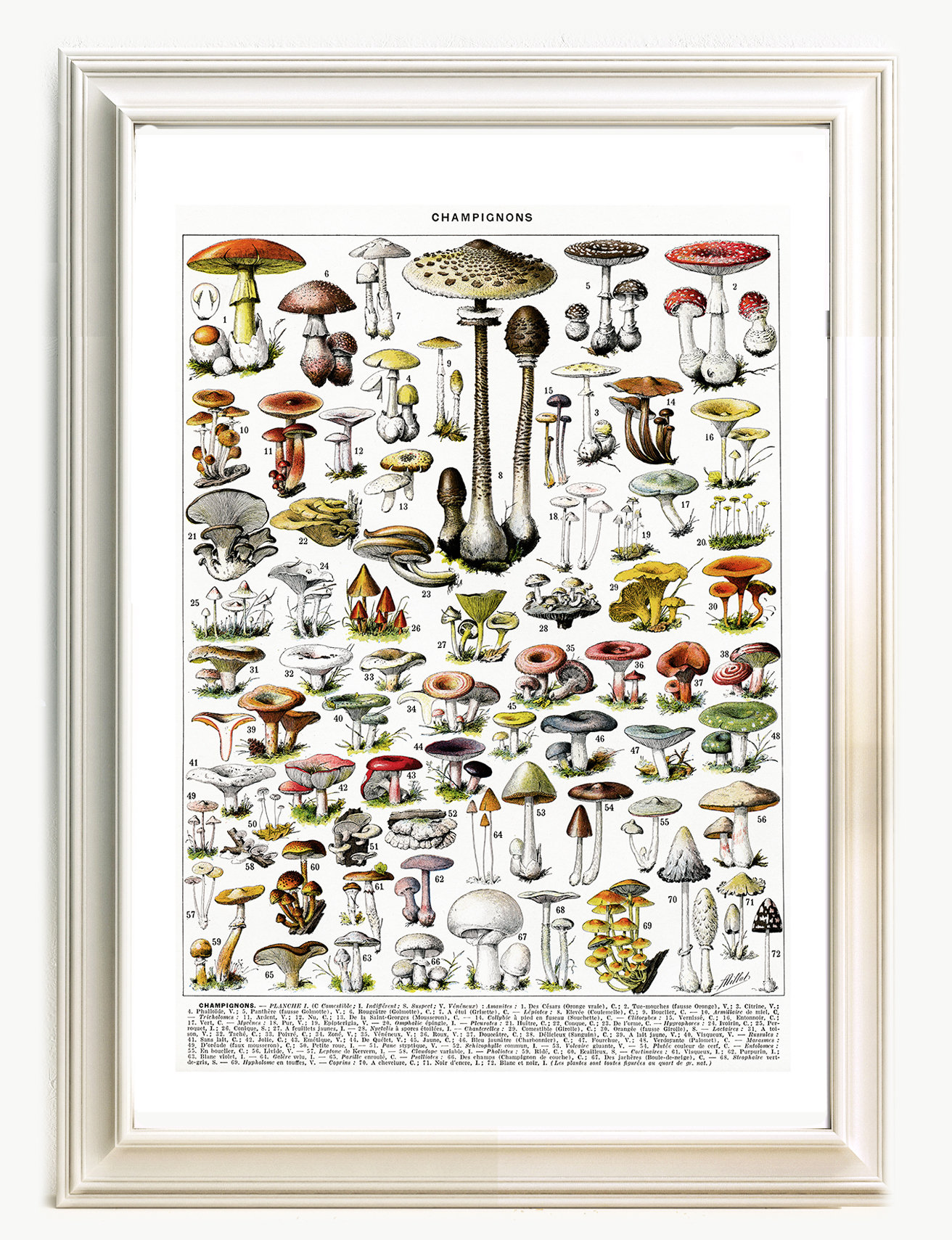 Large Format Mushroom Chart Poster Print for Large Kitchen - Etsy