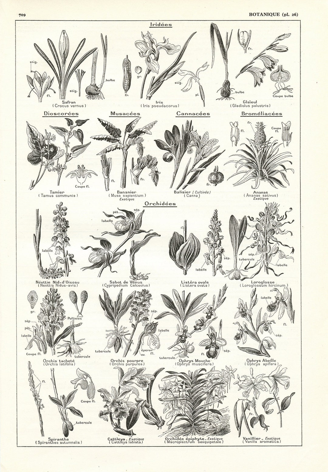 1938 Scientific Botanical Plants Poster. Antique Orchids Botanical Art ...
