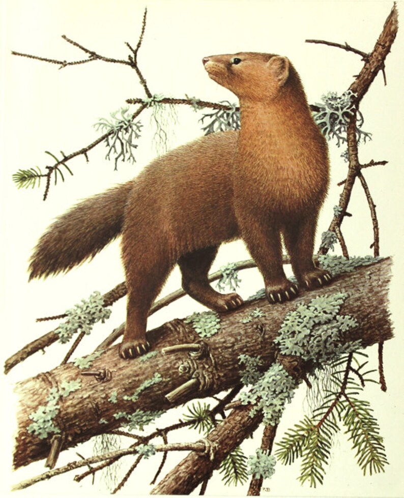 Small Sable poster from 1970. Vintage woodland animal print | Etsy