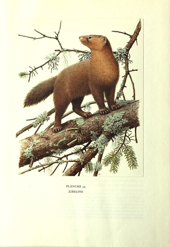 Small Sable poster from 1970. Vintage woodland animal print | Etsy