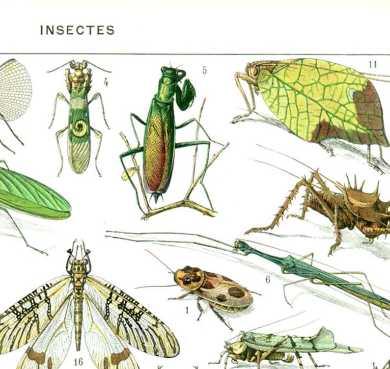 Insects Print 1936 Vintage Vintage Insect Art Antique Insect - Etsy