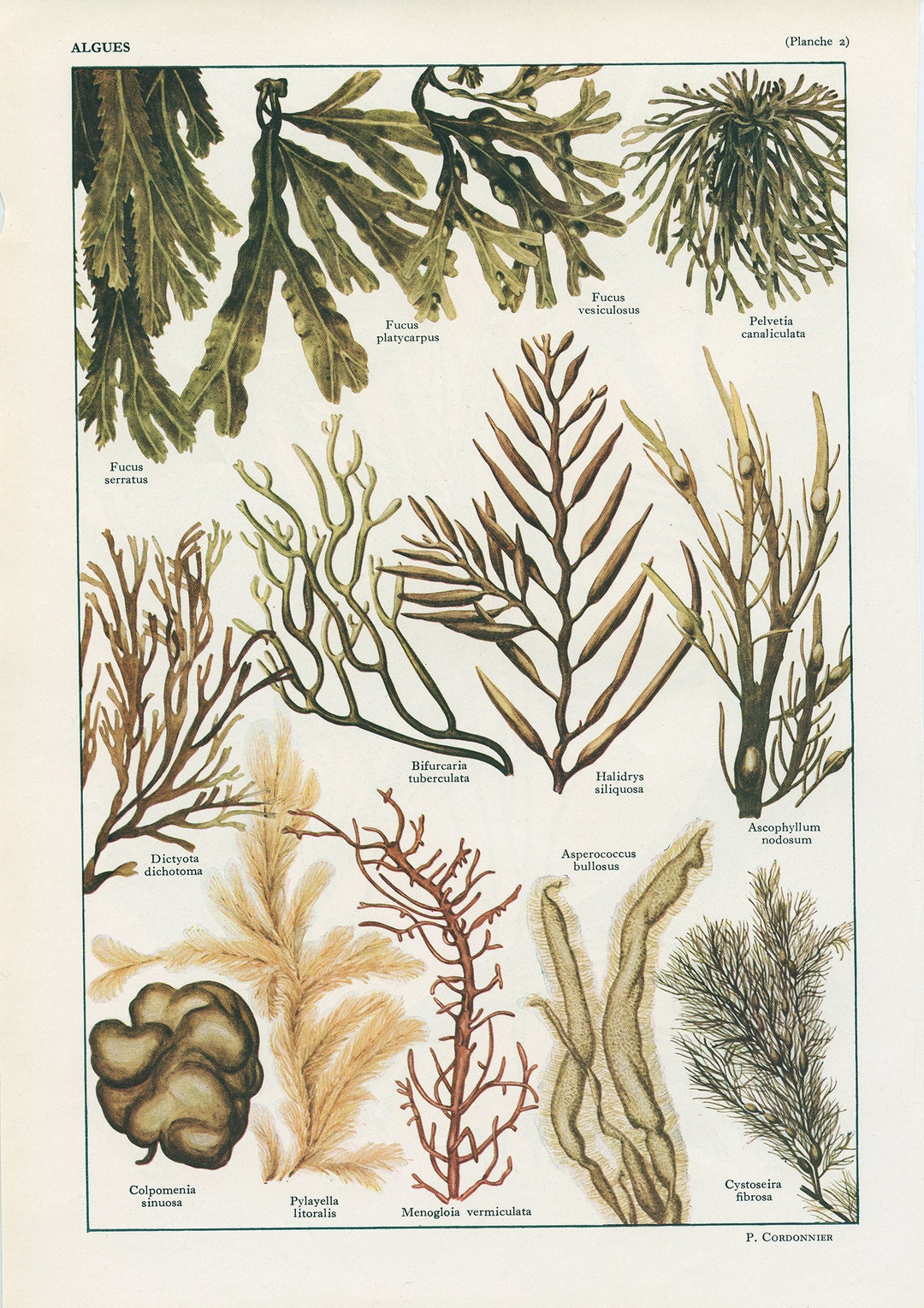 1938 Algae Plant Poster. Small Antique Botanical Natural Science Print ...