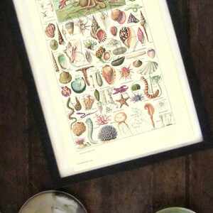 Vintage Sea Shell Poster 1908, Shell Wall Art Vintage Kitchen Decor ...