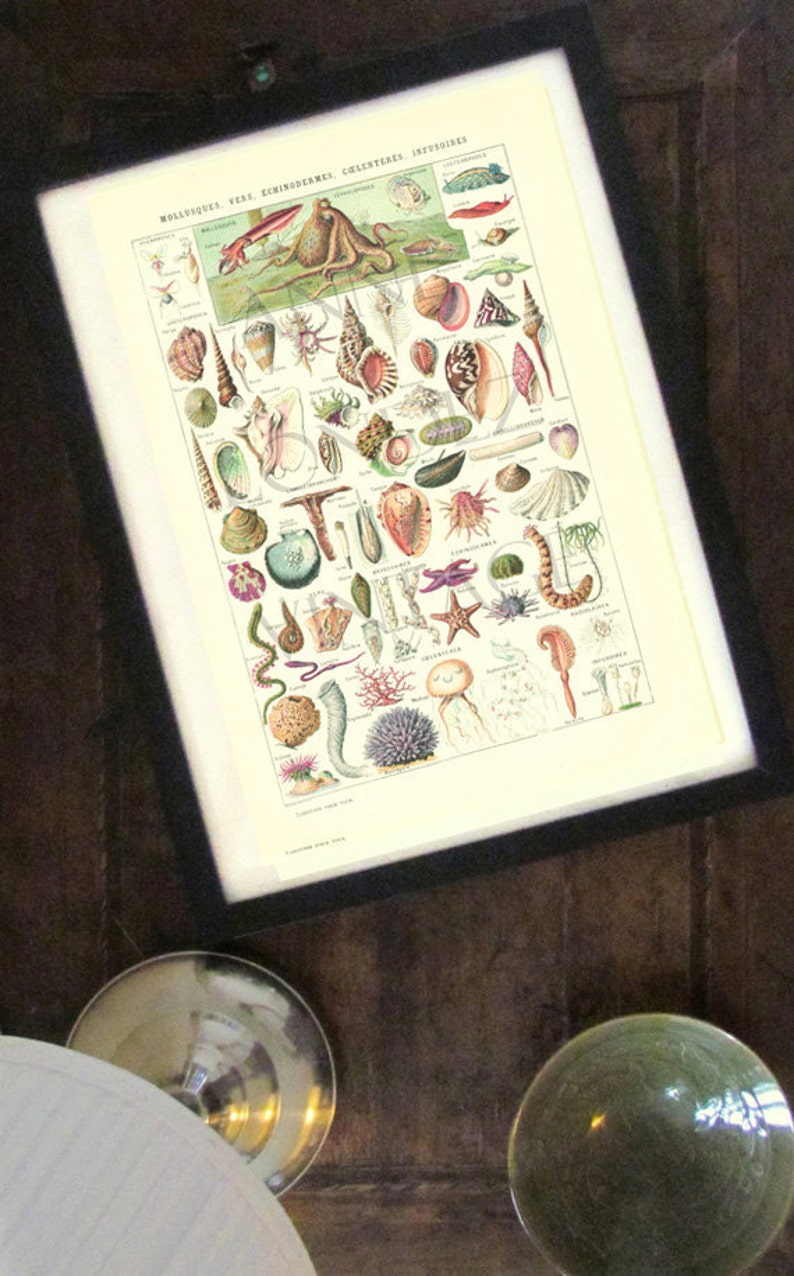 Vintage Sea Shell Poster 1908 Shell Wall Art Vintage Kitchen - Etsy