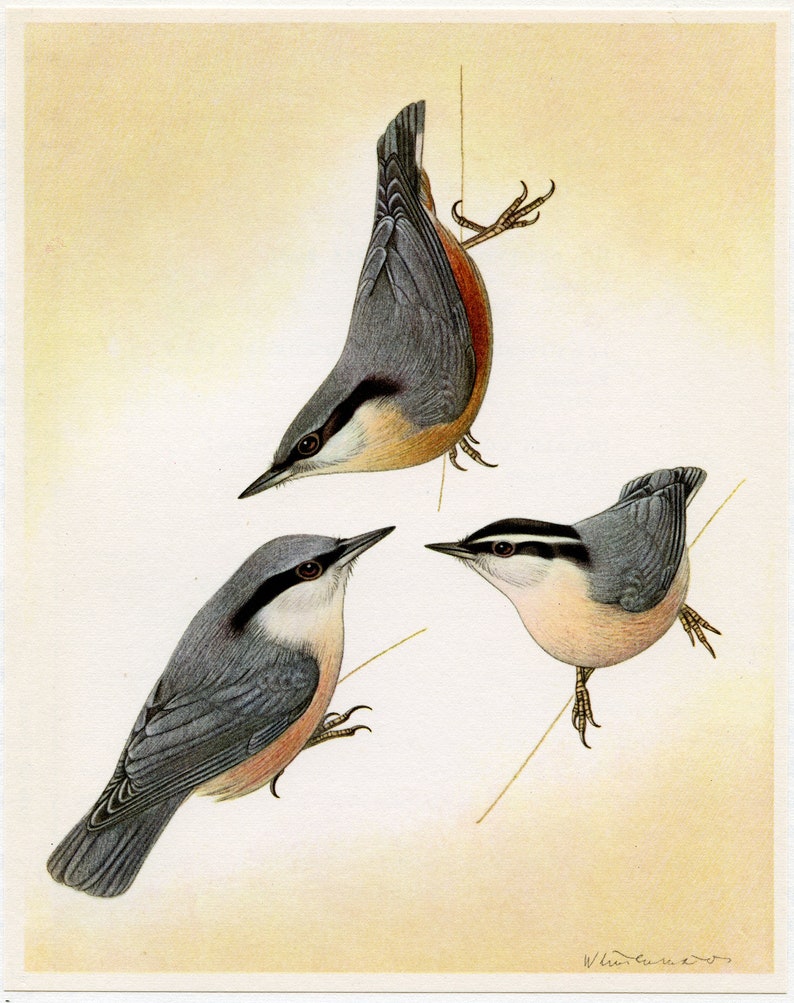 1961 Eurasian Nuthatch Bird Print for Cottagecore Vintage Bird Gift for ...
