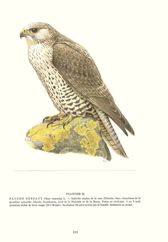 Gyrfalcon Drawing