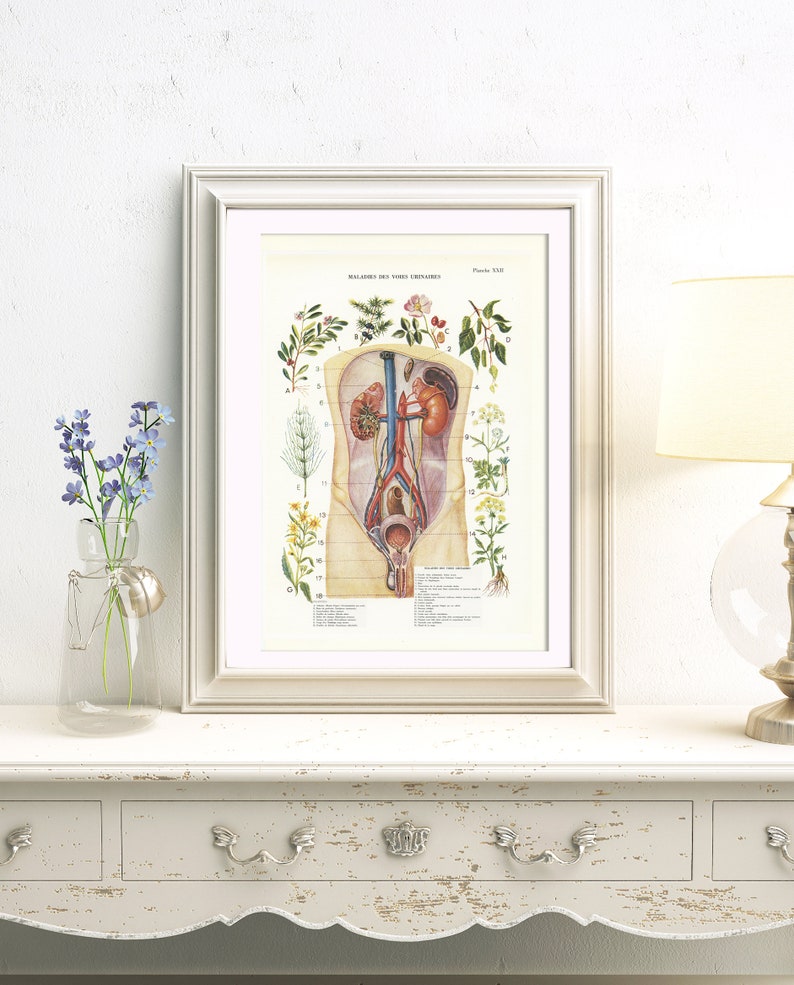 Vintage Urinary Tract Anatomy Print 1950 Reprint Antique Etsy
