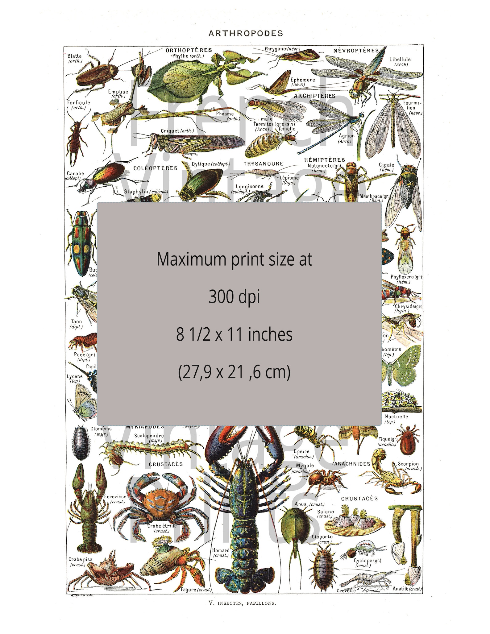 LETTER Format Arthropods Insect Printable Wall Art Print. | Etsy