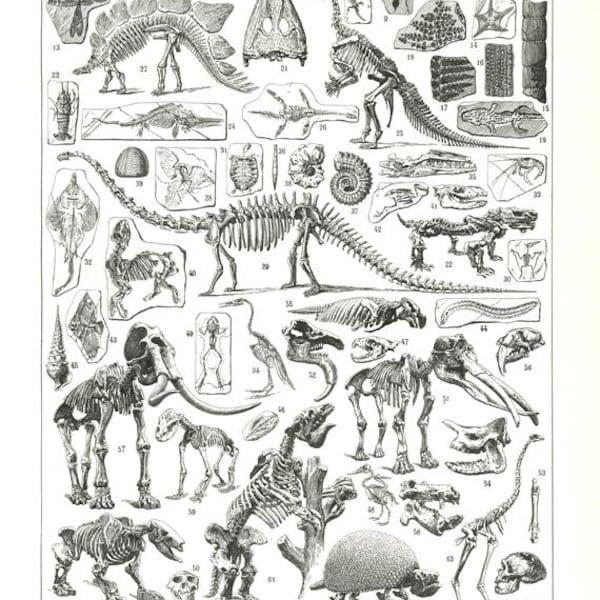 Fossils Print - Etsy