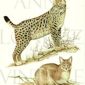 Lynx Print 1970 Vintage Lynx Art Jungle Cat Art Cat Decor Cat Art ...
