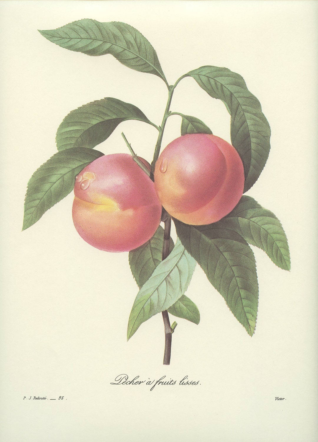 Smooth Peach Tree Redouté Botanical Print. 1986 Vintage Botanical Art ...