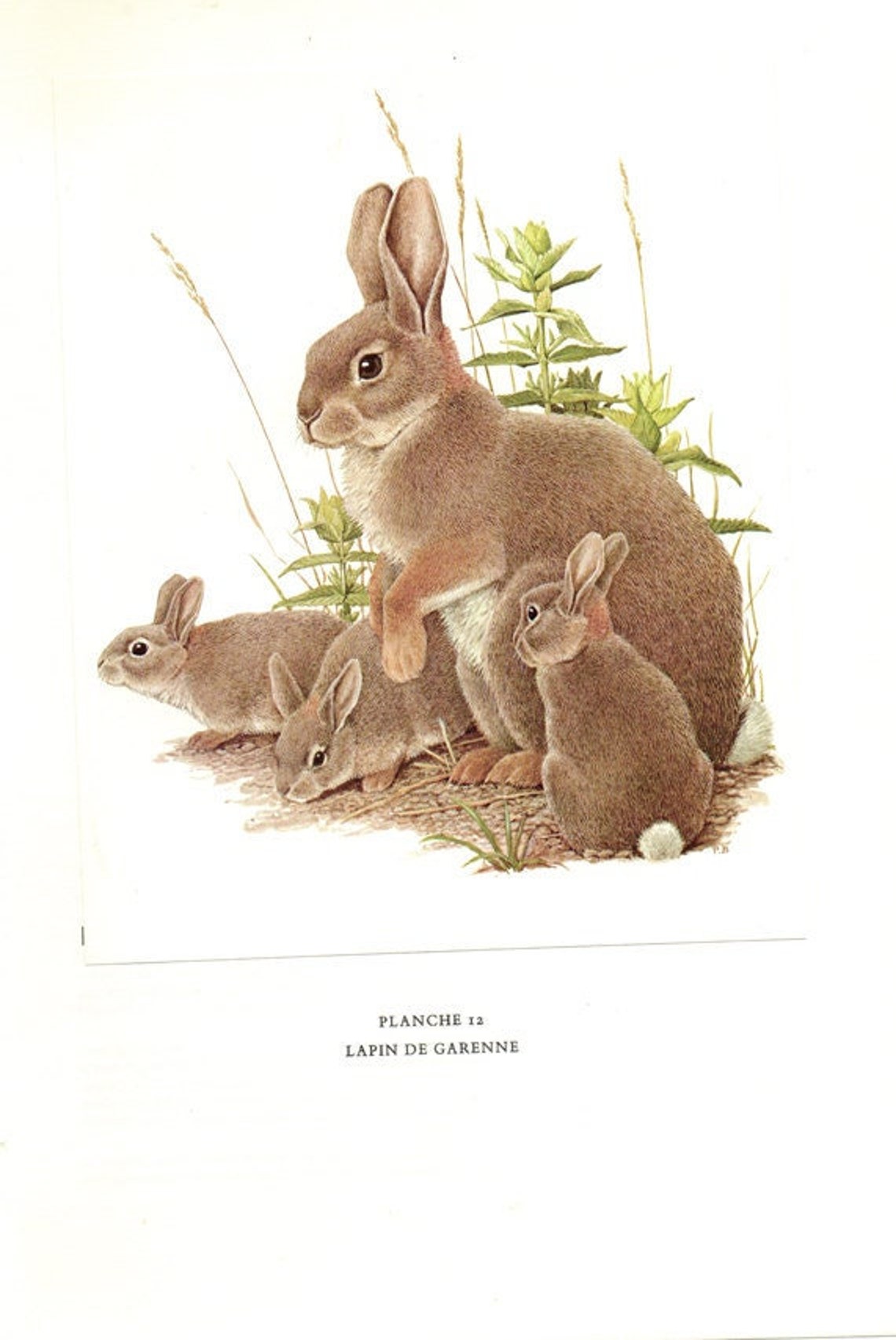 Vintage Rabbit Art 1970 Vintage Animal Art Rabbit Print - Etsy