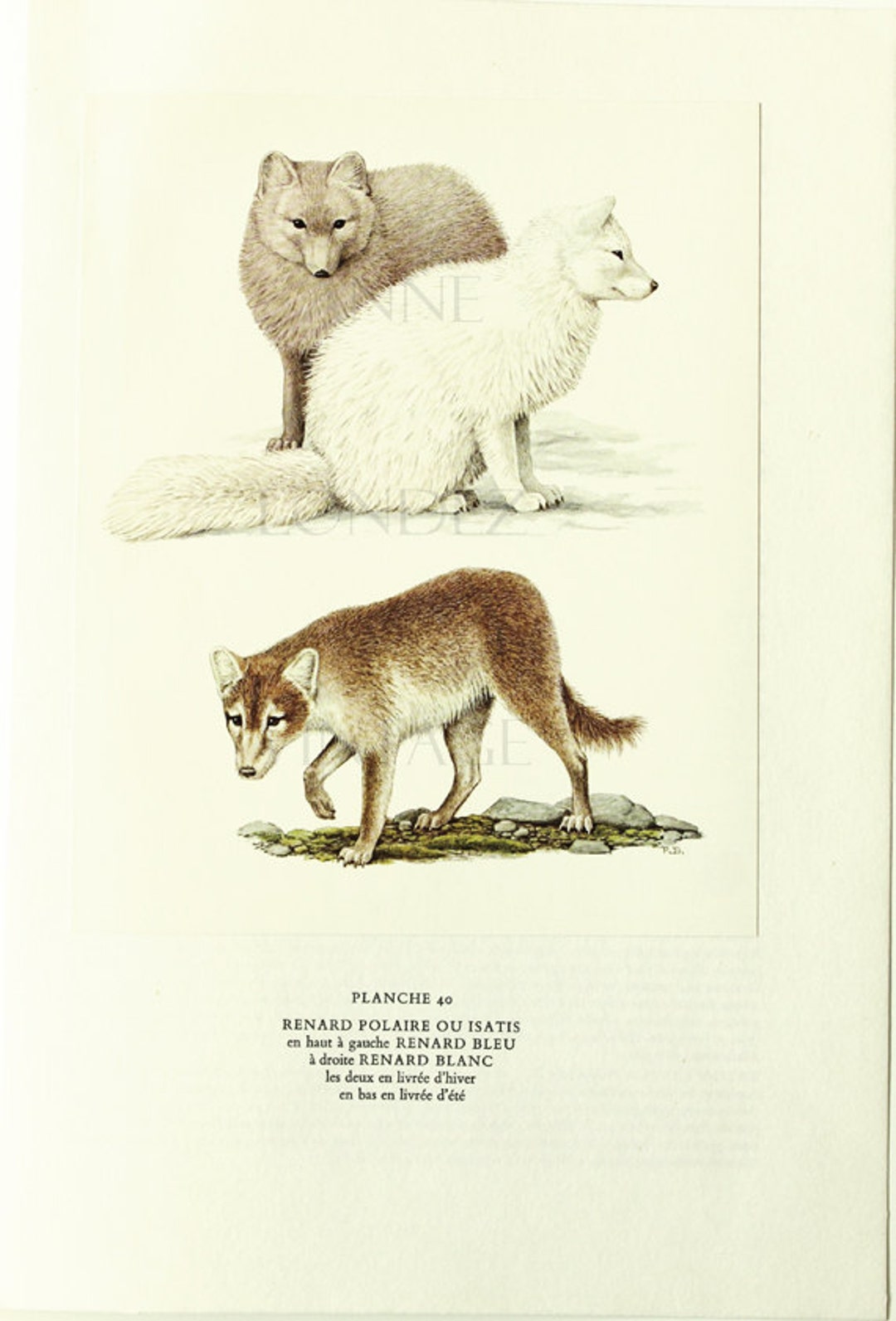 1970 Vintage Fox Poster White Fox Print Vintage Animal Poster Fox Art ...